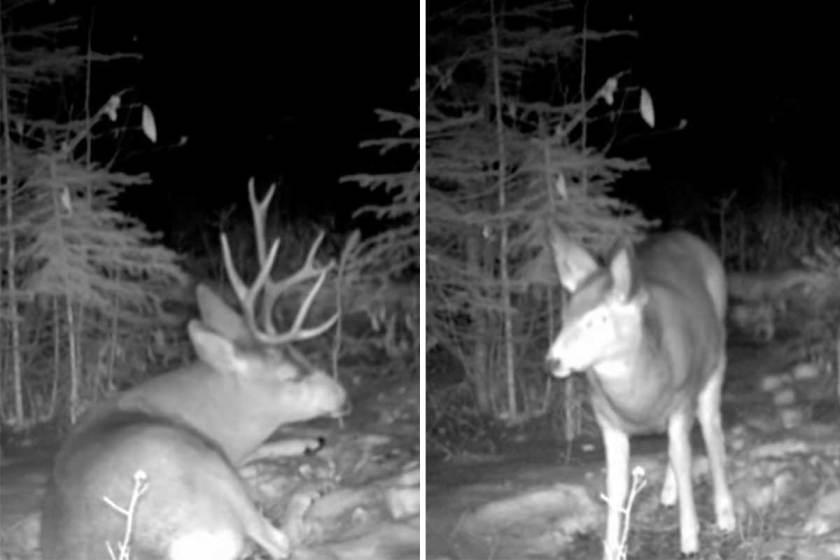 Worn Out Buck Trying to Nap Avoids Persistent Doe - Wide Open Spaces
