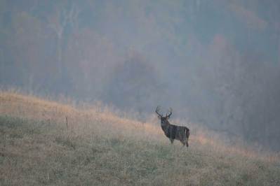 Deer Feeding Times, Figuring Out Whitetail Eating Habits