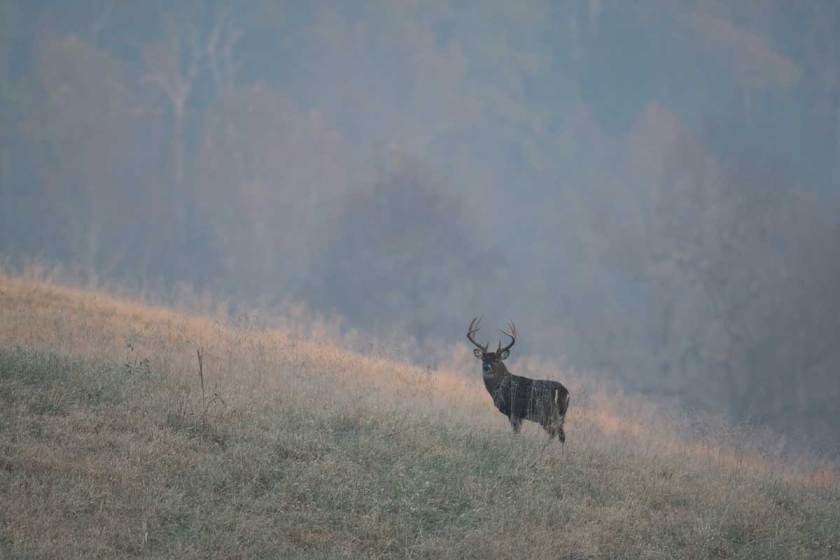 Deer Feeding Times, Figuring Out Whitetail Eating Habits