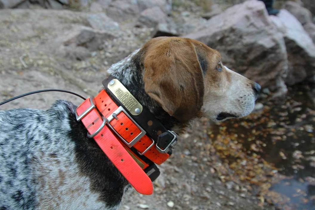 Q-Collar Protective Device Can Be Put to Good Use By Hunters