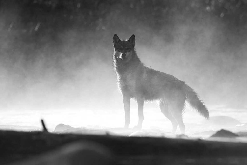 Wolves in New York: DNA Results Confirm ID