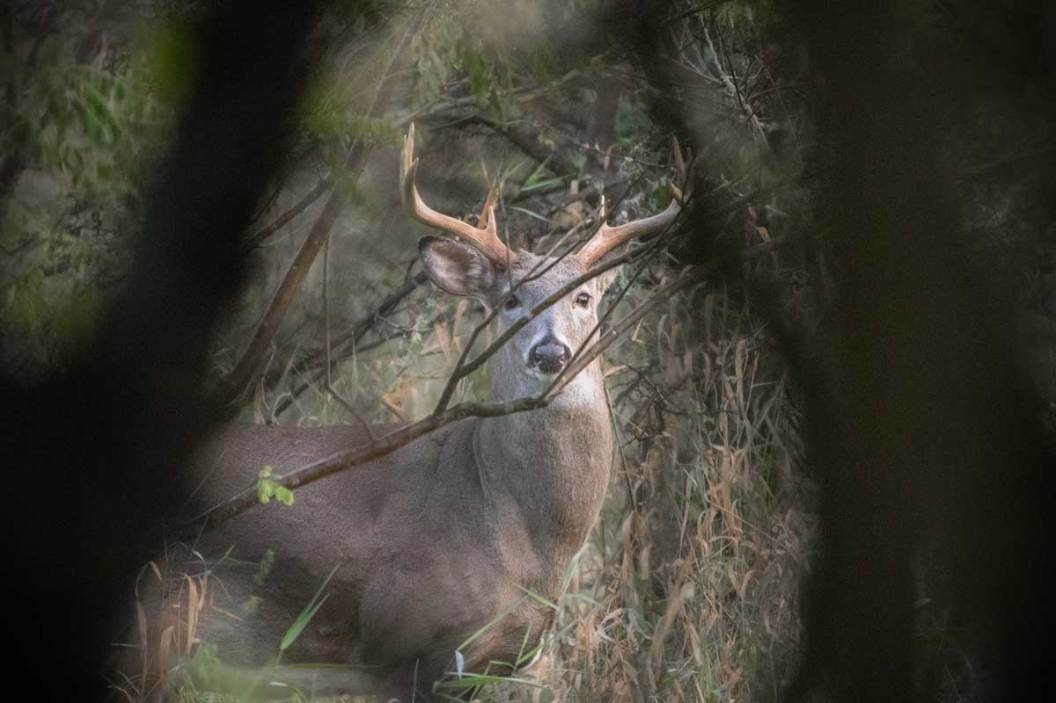 Public Land Deer Hunting: Realistic Expectations for the First Timer