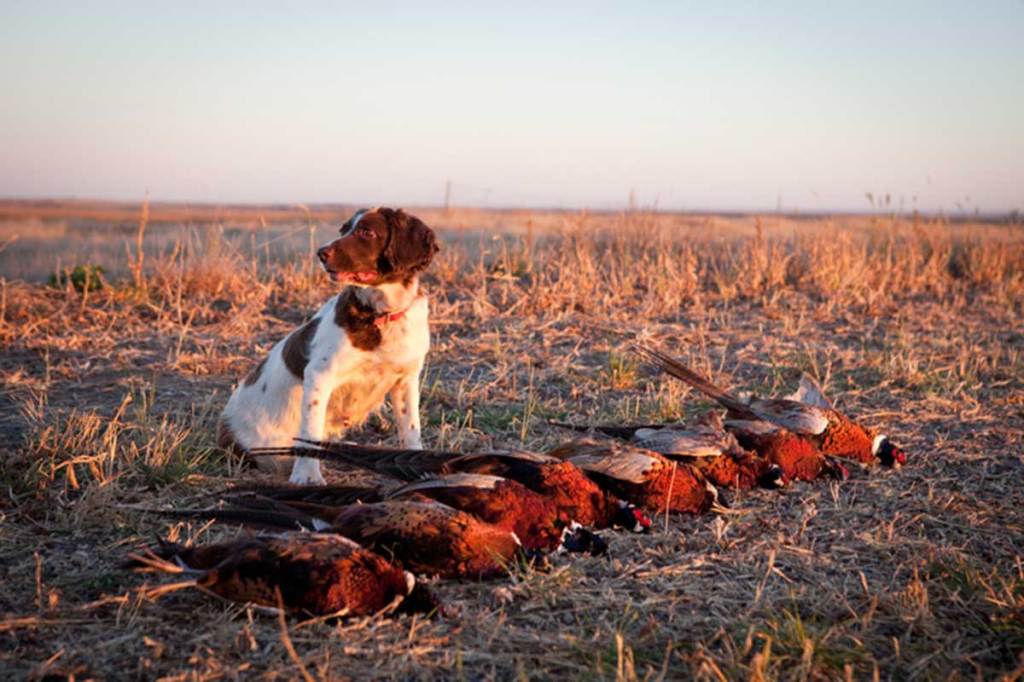 Ruffed Grouse Hunting: 5 Best States to Chase the King