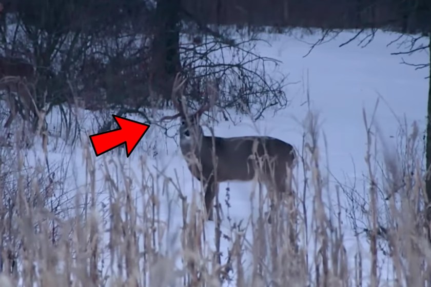 Michael Waddell Smokes Monster Buck in Kansas During Near Perfect Hunt ...