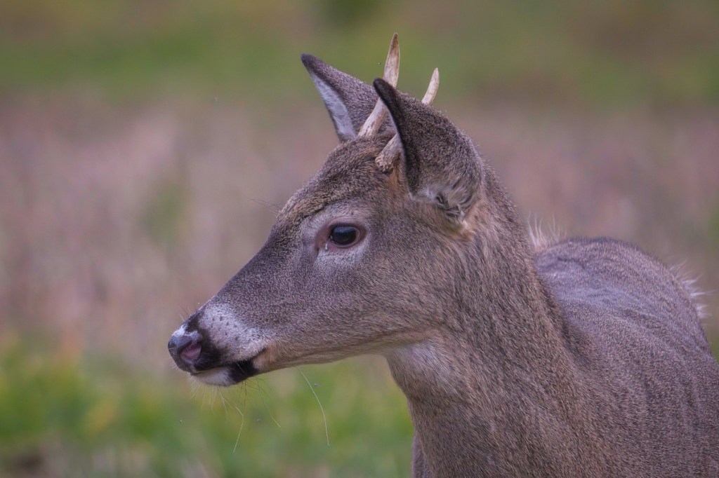 Antlered Doe: How It Happens, and What It Means
