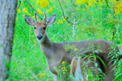 Spike Deer and the Divided Science Over Culling Them