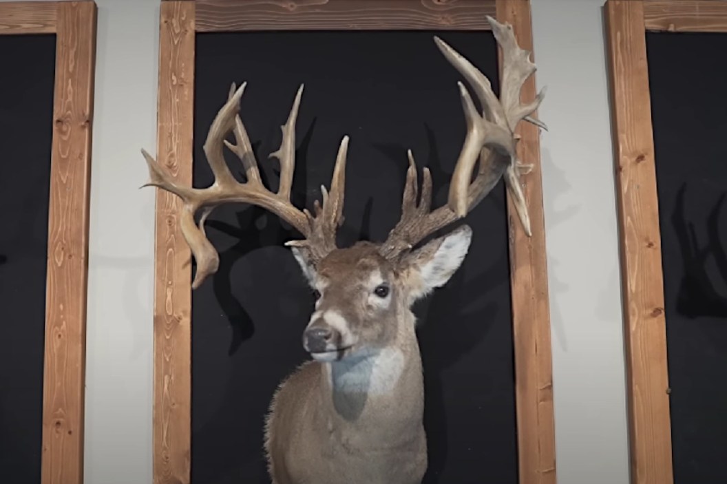 Freak Deer With Three Eyes Harvested in Texas