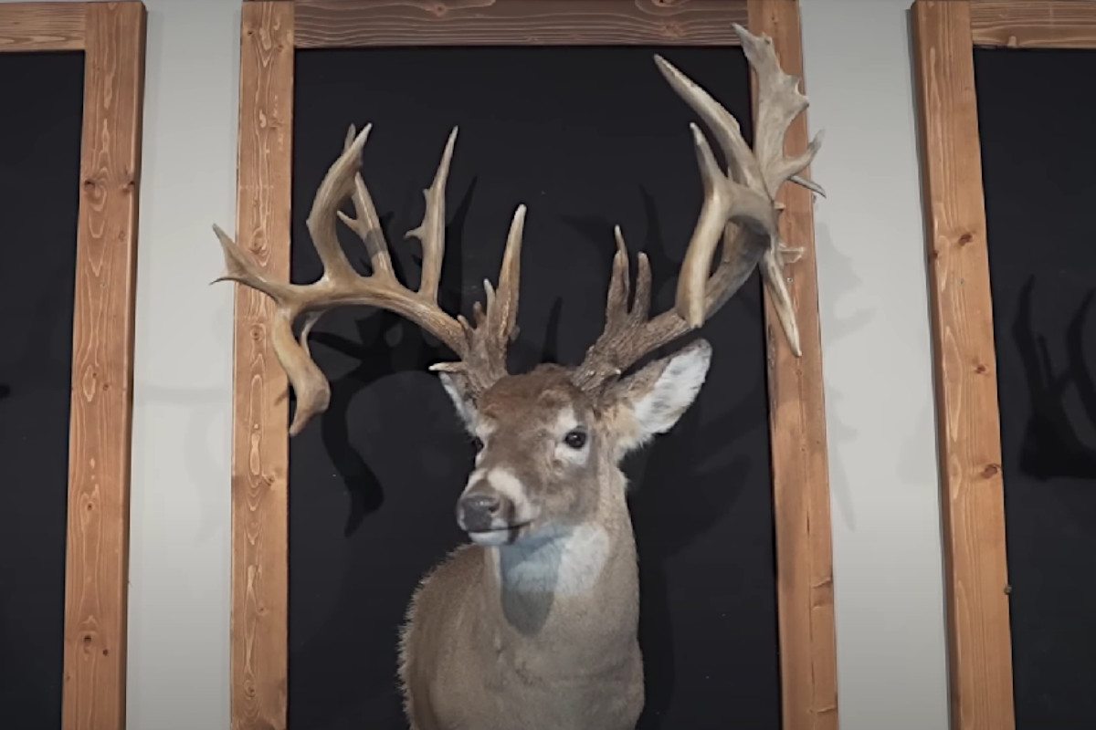 Freak Deer With Three Eyes Harvested in Texas