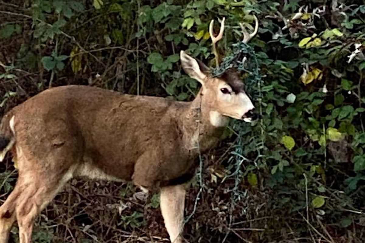 Oregon Officials Untangle "Tripod" Buck From Christmas Lights