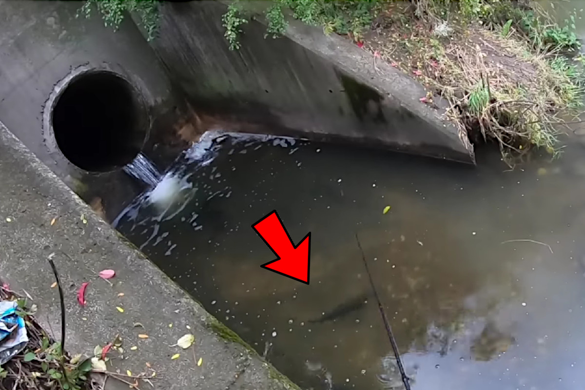 Angler Has Very Unexpected Catch From Shallow Storm Drain