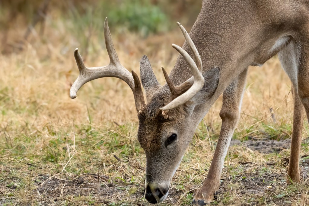 How and Why Deer Shed Their Antlers Every Year