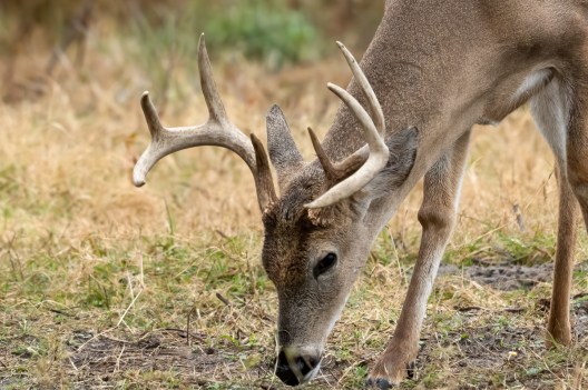 What Deer Antlers Are Made From Might Surprise You