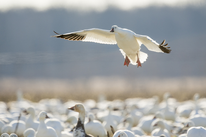 Best Snow Goose Hunting States in the Country