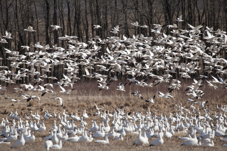 Best Snow Goose Hunting States in the Country