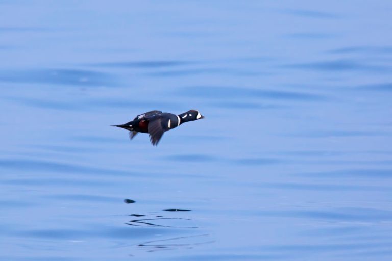 Rare Duck Species Hunters Often Seek