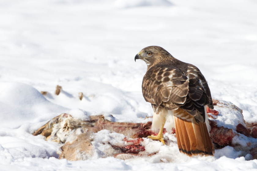 11 Animals That Frequently Visit Gut Piles During Hunting Season