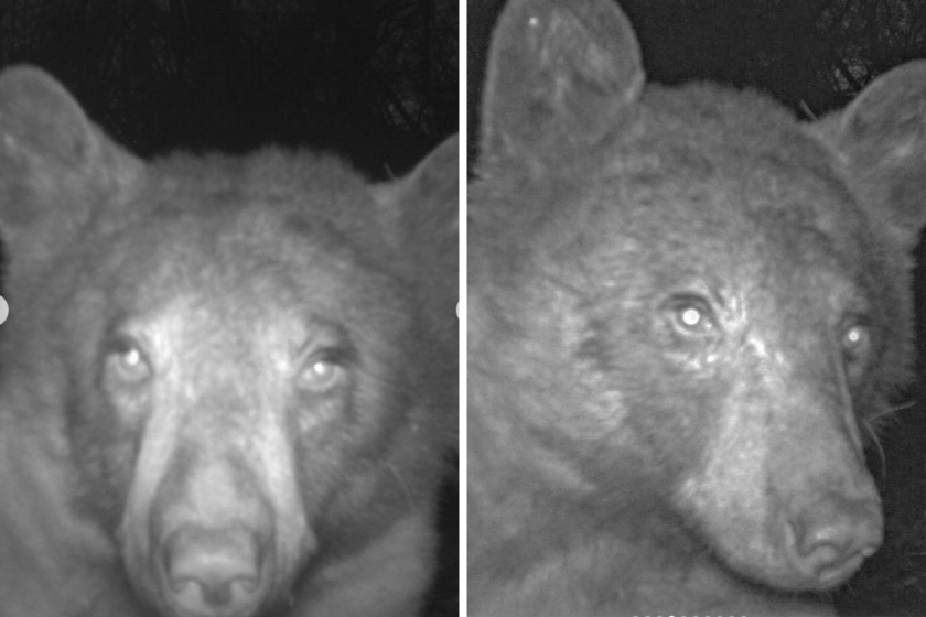 Curious Black Bear Pulls Down Research Trail Camera Placed on Beaver Dam