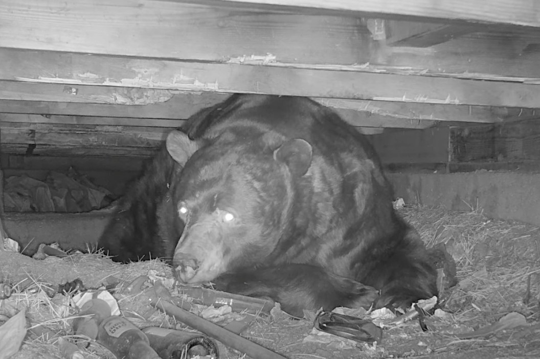 Fat Black Bears Filmed Comfortably Hibernating Under a Home