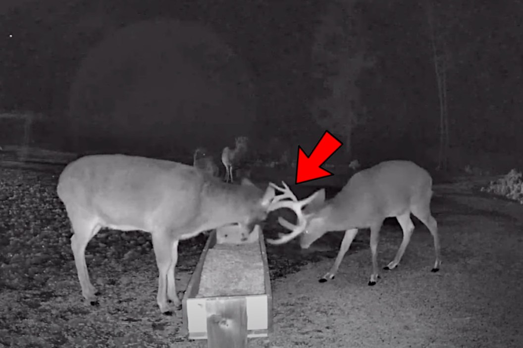 Larger Buck Sheds Antler While Trying to Intimidate a Spike