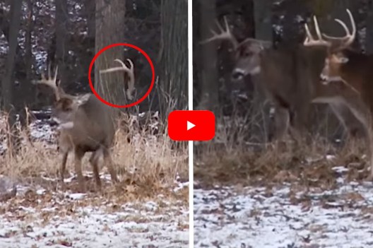 Larger Buck Sheds Antler While Trying to Intimidate a Spike