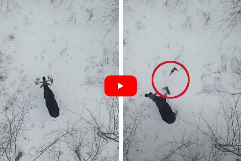 Drone Captures The Exact Moment A Bull Moose Sheds A Massive Antler