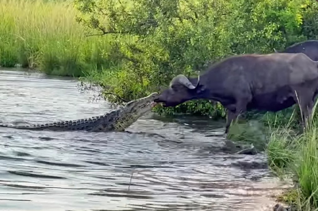 Cape Buffalo Narrowly Escapes Death After Crocodile Grabs Nose