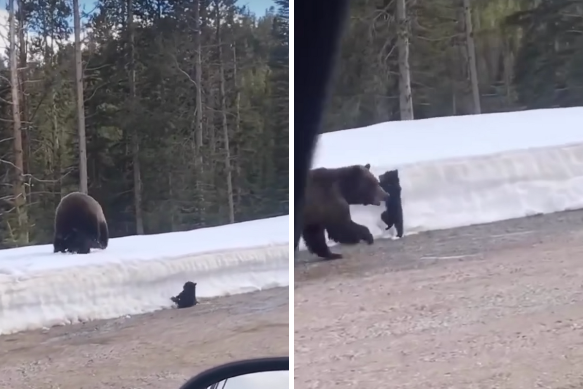 Climber Fends Off Ferocious Asiatic Bear Attack While on a Ledge