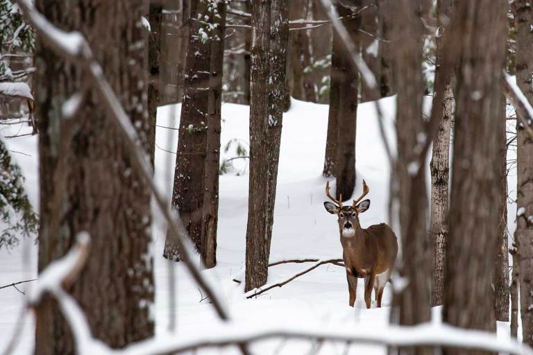5 Ways to Have a Good Deer Season (Even If You Don't Kill One) - Wide ...