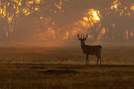 Final Moments of Deer Season: How to Make the Most of It - Wide Open Spaces