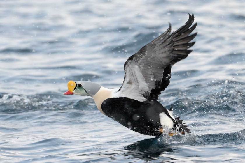 Rare Duck Species Hunters Often Seek