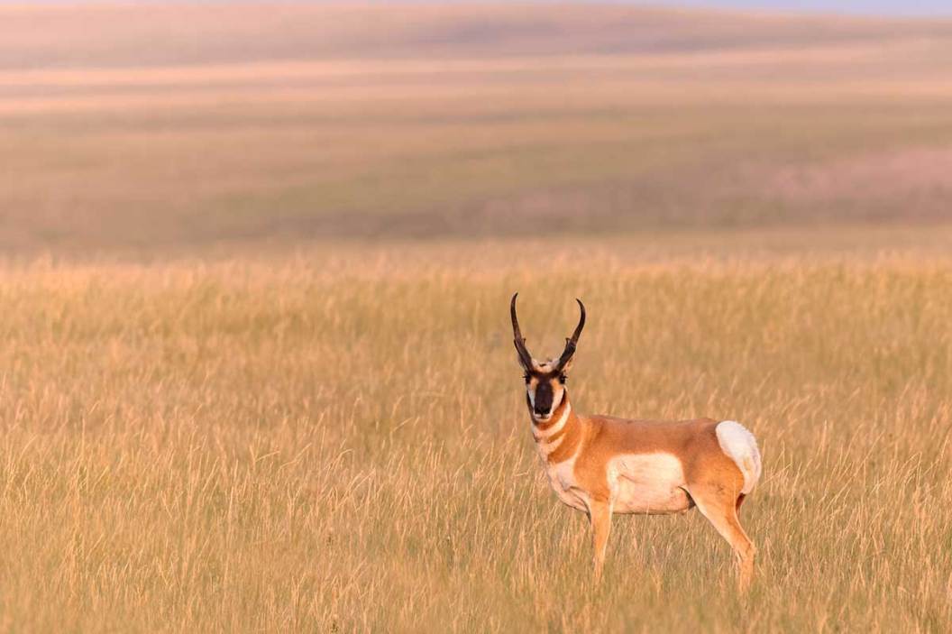 Pronghorn Antelope Conservation Helped This Species Recover