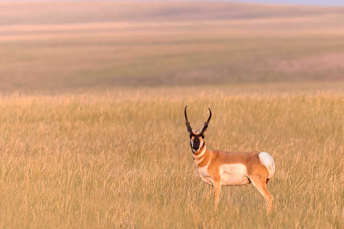 Pronghorn Antelope: How the Speed Goat Became a Prized Game Animal