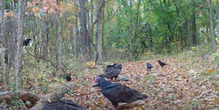 11 Animals That Frequently Visit Gut Piles During Hunting Season