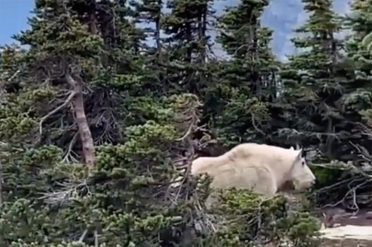 Muscular Mountain Goat Graces Camera Footage, Social Media - Wide Open ...
