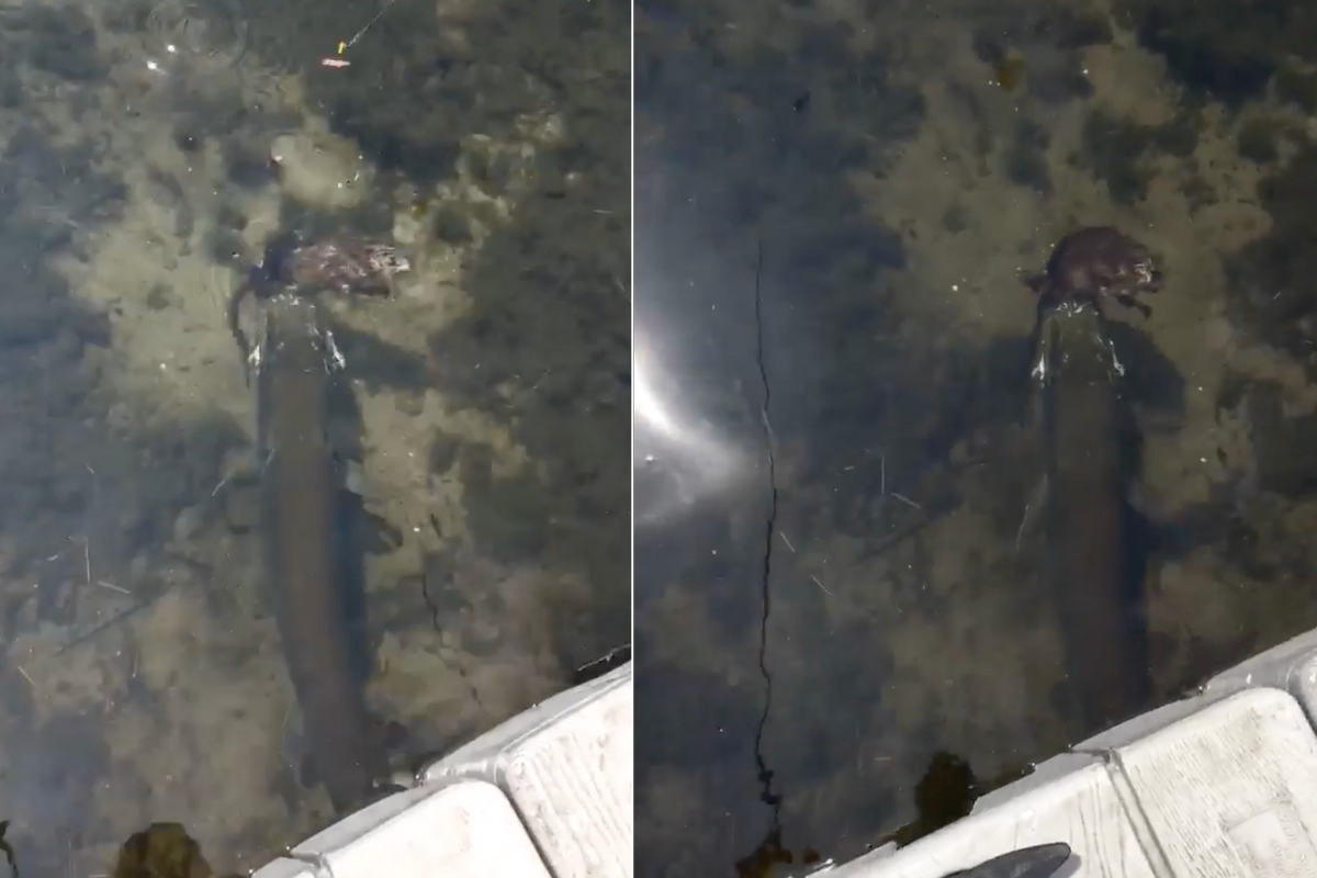 Watch: Boys Fishing on Grandma's Dock Film a Muskie Eating a Muskrat