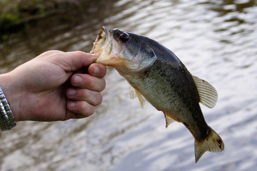 Ohio Fishing License, What Anglers Need to Know