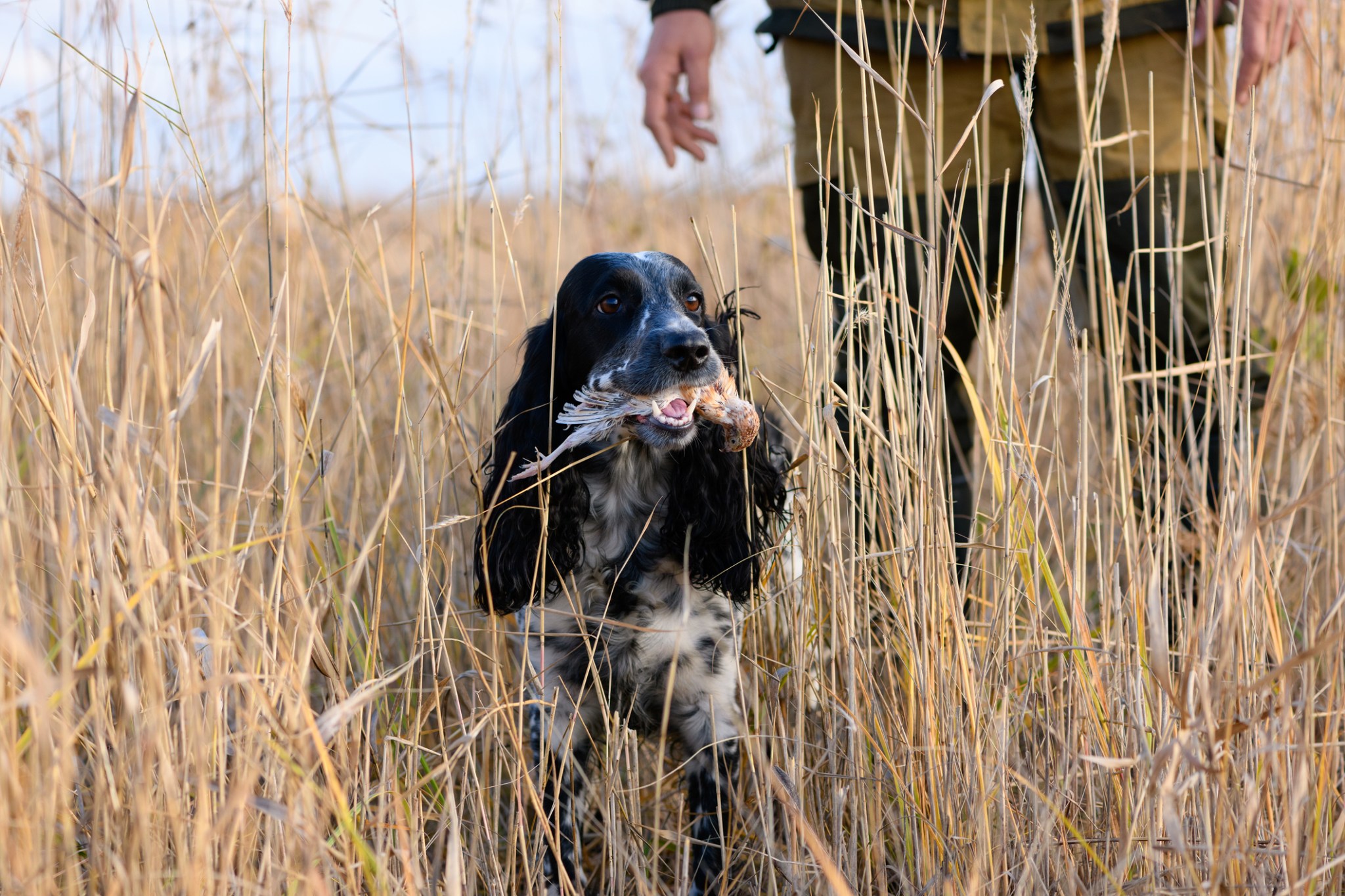 6 Best Western States for Upland Bird Hunting
