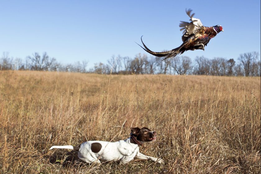 6 Best Western States for Upland Bird Hunting