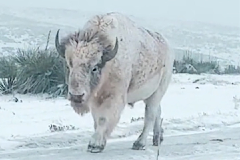Beautiful White Buffalo Wows Internet Walking Down Icy Road