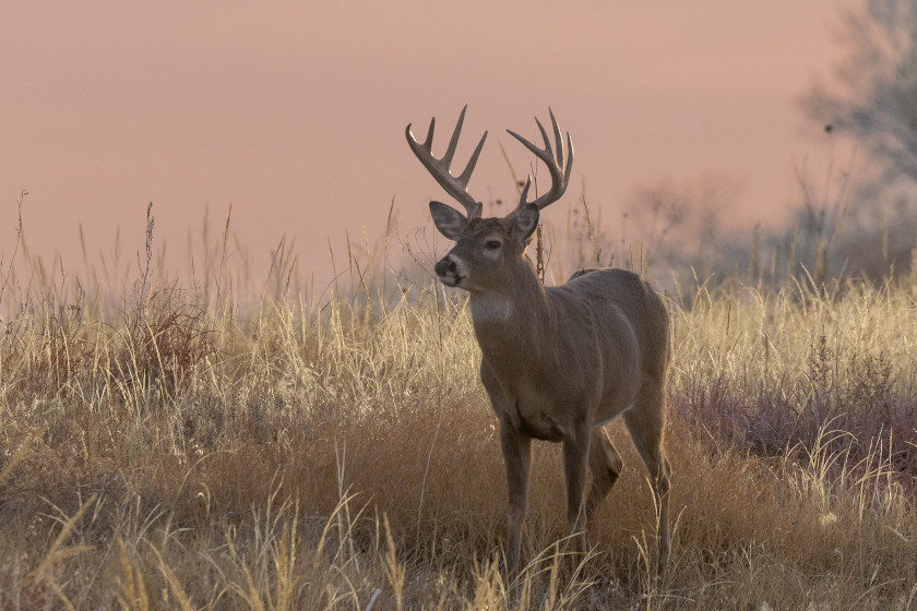 12 Gauge Slugs vs .270 Winchester: A Battle of Classic Deer Rounds