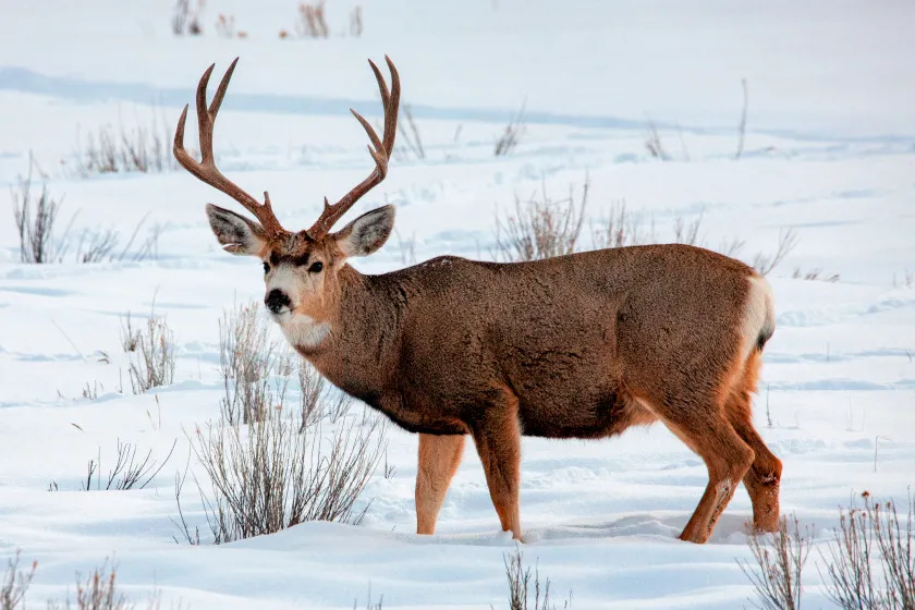 300 PRC Ammo: The Best Factory Options Available Today