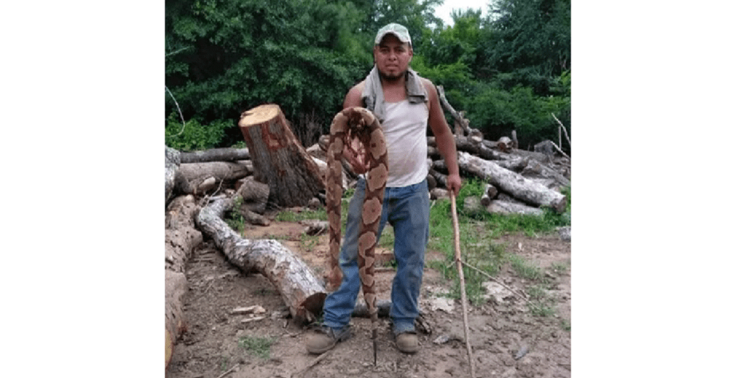 Massive 32-Inch Copperhead Snake Found in Georgia