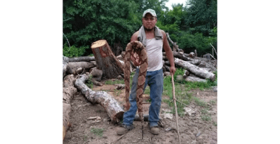Massive 32-Inch Copperhead Snake Found in Georgia