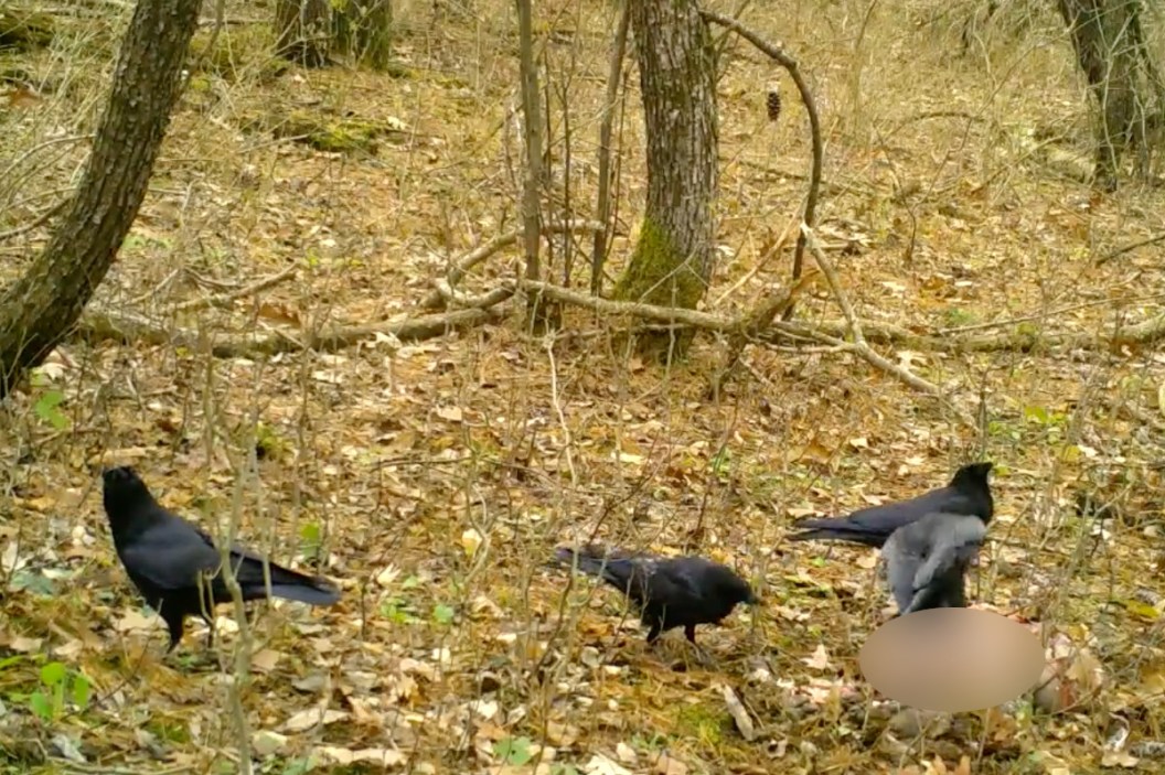 11 Animals That Frequently Visit Gut Piles During Hunting Season