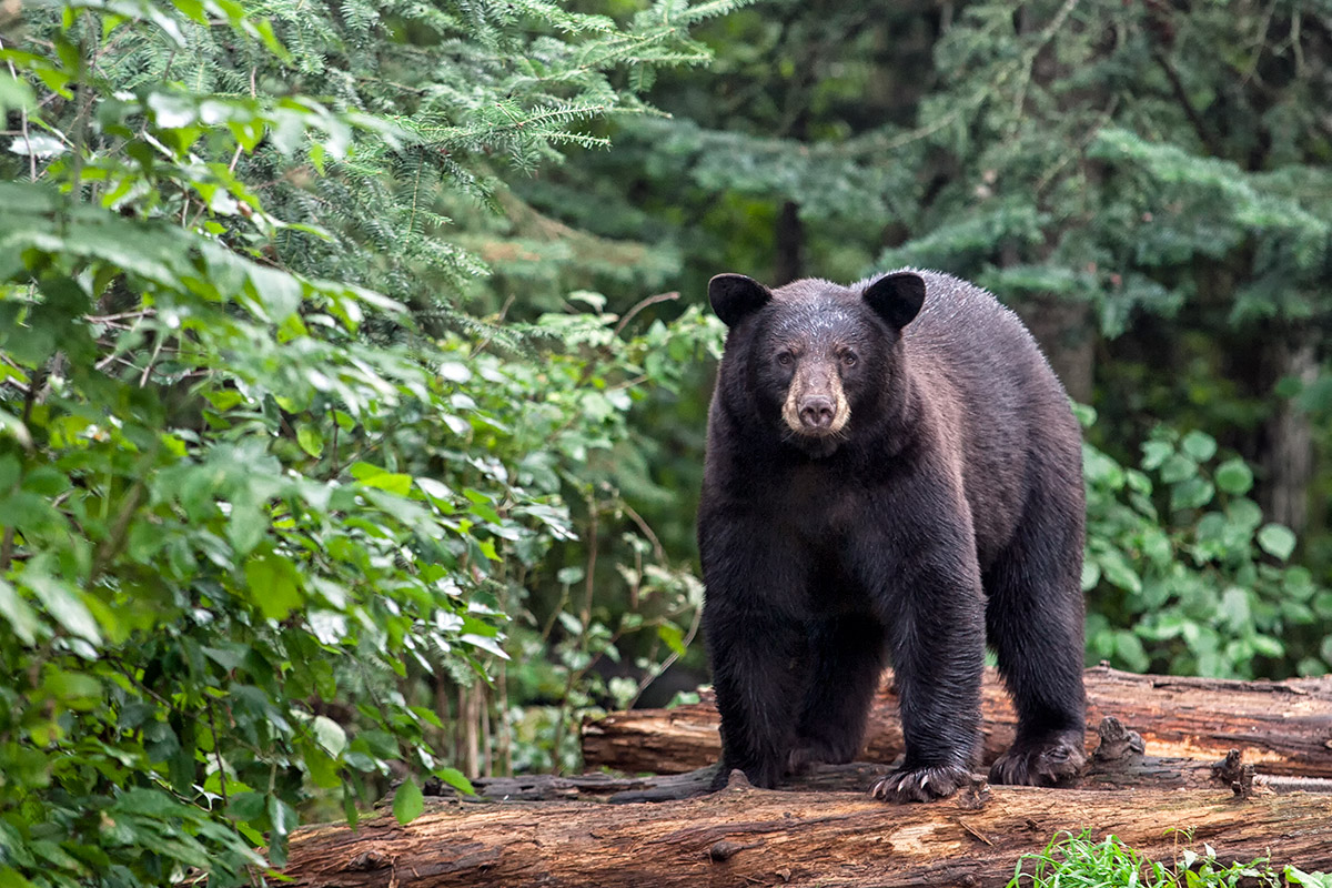 10 Most Famous Bear Hunters There Ever Were - Wide Open Spaces