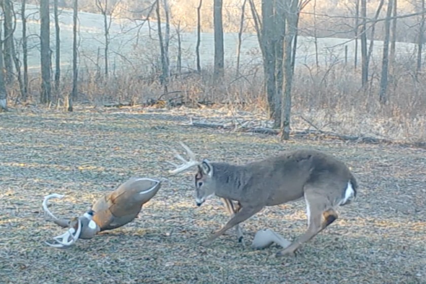 Big Buck Falls for Decoy Trick on Three Separate Occasions