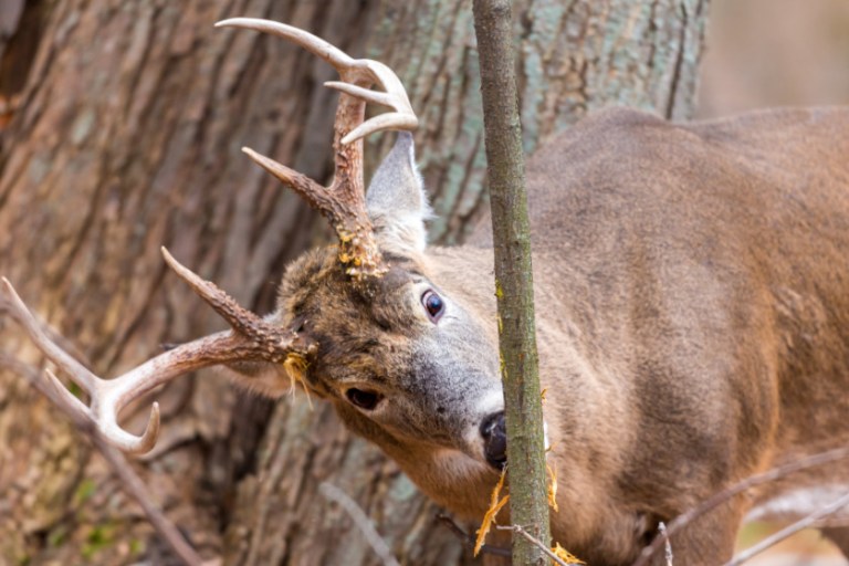 Choosing a Treestand Location: The 5 Most Important Factors