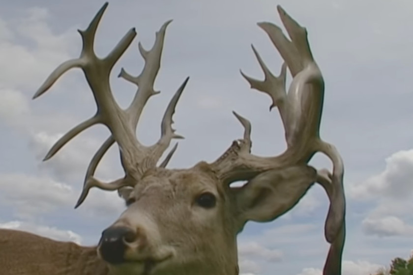 Colorado’s Big Game State Records, From Deer to Mountain Lions