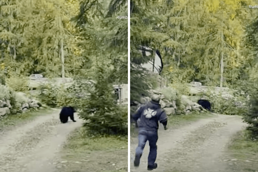 A Canadian Man Runs a Bear Out of Backyard By Growling