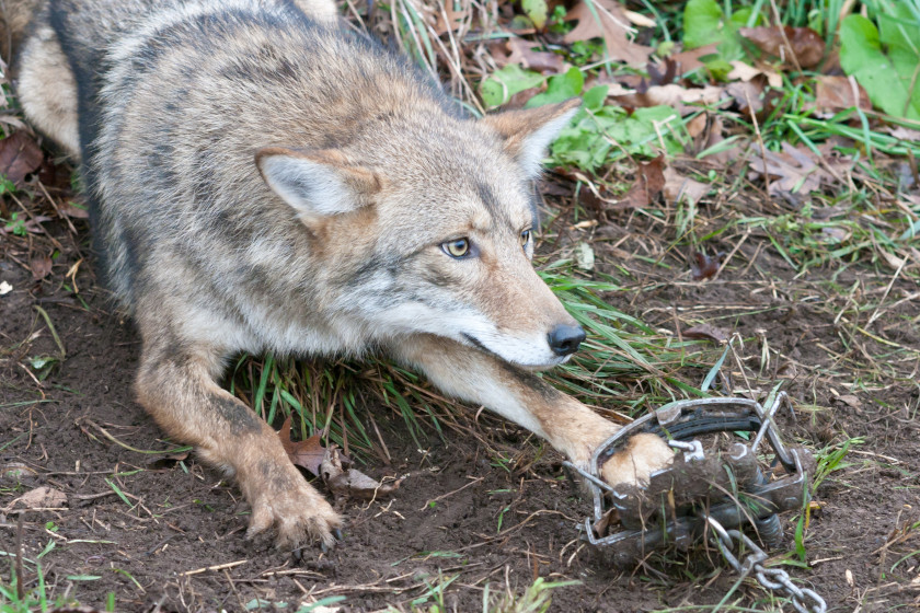 5 Predator Trapping Tips That Catch More Coyotes